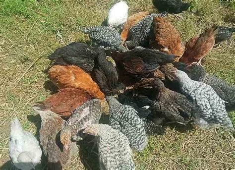 Engoho Kuku Farmer On Linkedin Enhancing Kienyejiindigenous Chicken