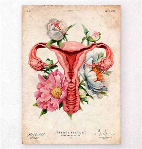 Uterus Anatomy Art Print Uterus Anatomy Codex Anatomicus