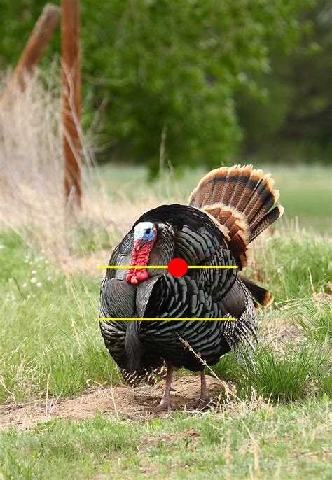 Where To Shoot A Turkey With A Bow