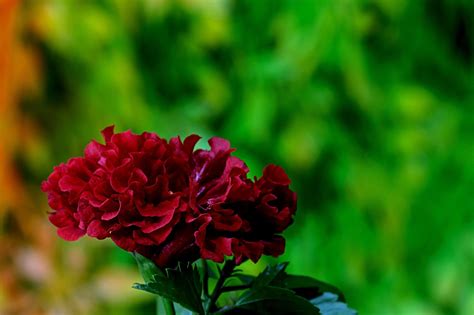 Hibiscus Fleur Plantes Photo Gratuite Sur Pixabay Pixabay
