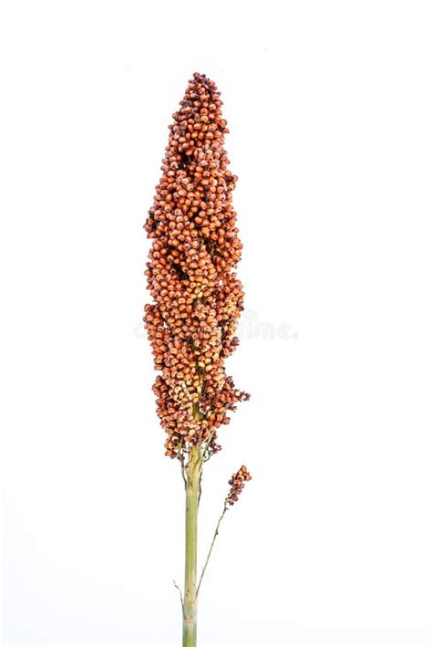Sorghum Isolated On White Stock Image Image Of Nails 51139633
