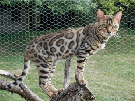 Chs Bengálska Mačka Moja Mačka