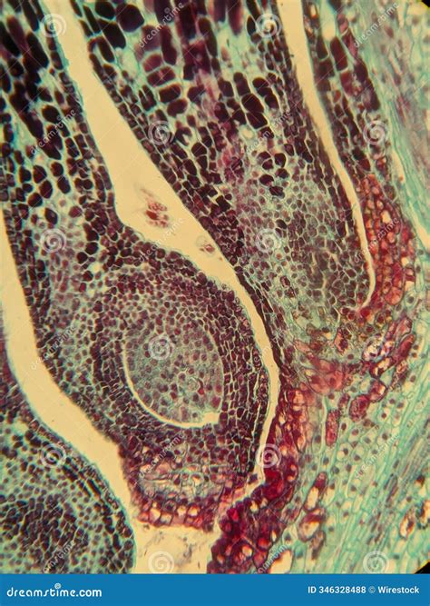 Microscopic View Of Plant Tissue Royalty Free Stock Image