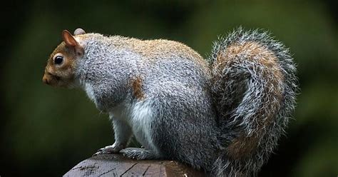 Stop Upvote Three Legged Squirrel Imgur