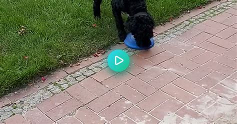 Flugscheibe Vs Hund Album On Imgur