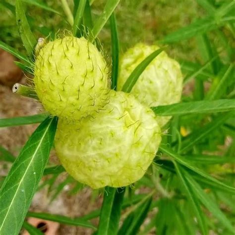 Hairy Balls Milkweed Plants Etsy