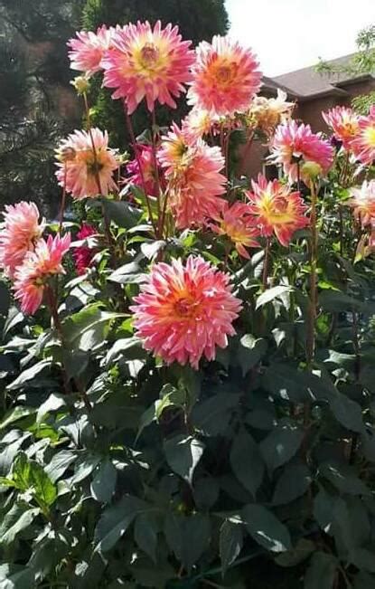 විසිතුරු මල් වර්ග සහ මල් පෝච්චි Facebook