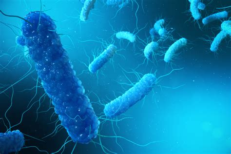 Clostridium Difficile Toxin