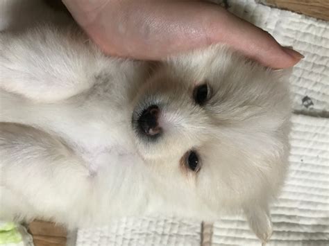 하얀 여자 강아지 이름 지식in