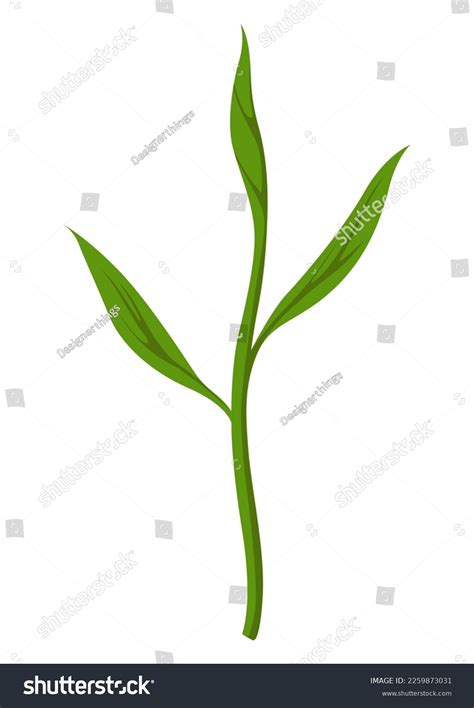 성장 프로세스 단계 묘목 발아의 단계 스톡 일러스트 2259873031 Shutterstock