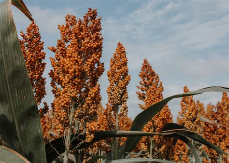 Controlling Grass In Sorghum With Igrowth Double Team And