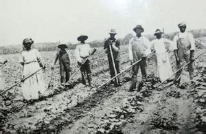Sharecropping In America A Story African American Registry