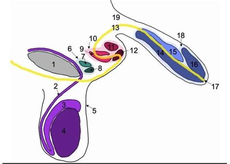 Extraño Caso Clínico Hombre Con Tres Penes Sorprende A La Ciencia Y