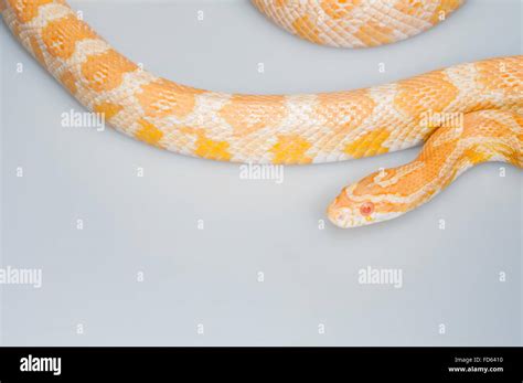 Creamsicle Corn Snake Elaphe Guttata X Pantherophis Emoryi