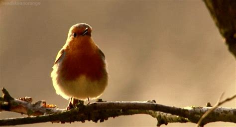 Bird  Find And Share On Giphy
