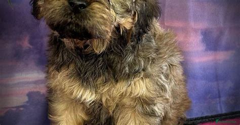 Beautiful Miniature Cavapoo Babies For Sale In Birmingham Pets4homes
