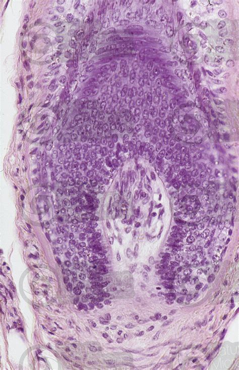 Man Scalp Vertical Section 200x Scalp Mammals Integumentary