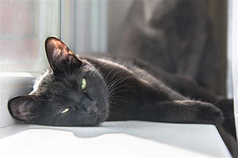 Hepatitis In Cats Symptoms And Treatment Huntersville Vets