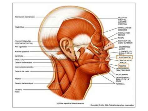 Músculos De Cabeza Expresión Facial Y Lengua Fundamentos Youtube
