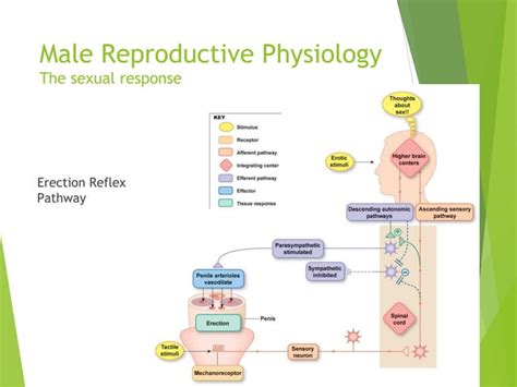 Physiology Of Sexual Differentia PPT Pregnancy Reproductive Health