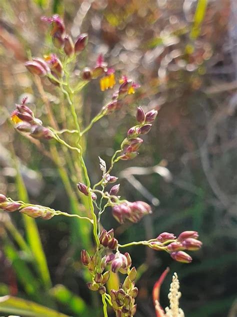 Panicum Coloratum L Klein Grass World Flora Pl Ntnet Identify