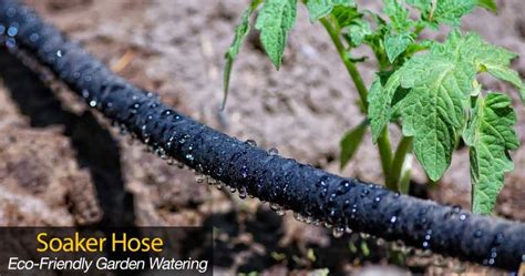 Soaker Hose What Are They How To Use Drip Hoses In The Garden