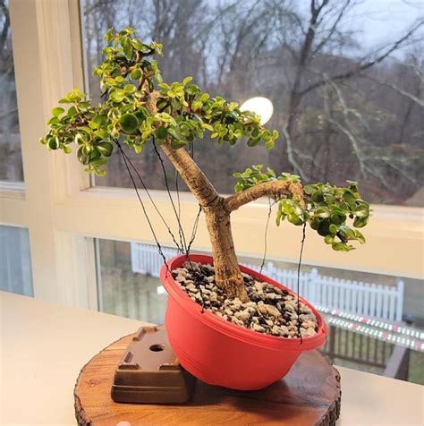 Dwarf Jade 5 Month Progression R Bonsai