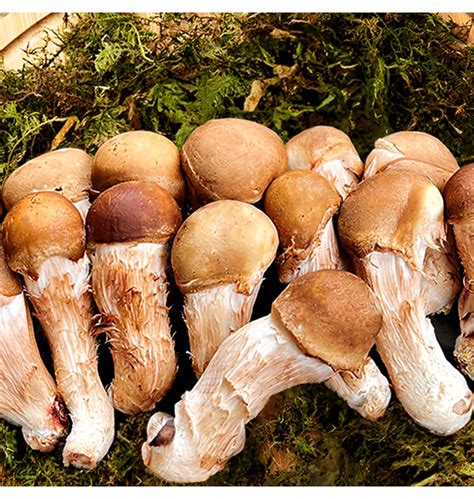 달큼할배 직영 재배 산지직송 국산 참송이 버섯 못난이 500g 티몬