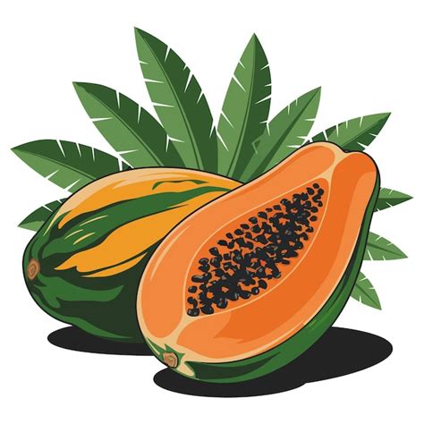 Vibrant Papaya Illustrations Whole And Sliced Tropical Vector Design