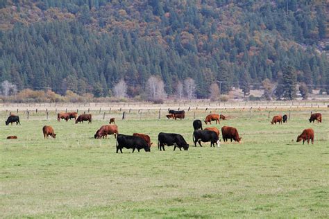 Cows Object Detection Dataset By Home