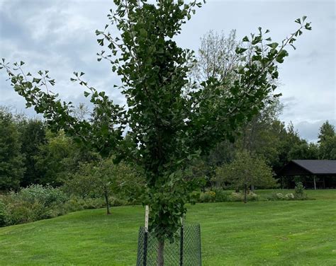 Ginkgo Biloba Elmwood Columnar Male Ginkgo Tree Etsy