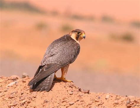 Falc N Venezuela The Home Of Magnificent Birds That Will Take Your