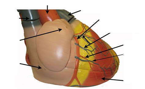 Heart Lab 2 Diagram Quizlet