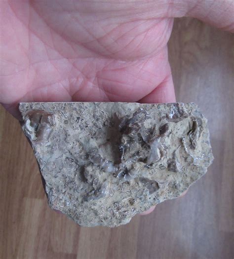 Silurian Reef Fossils