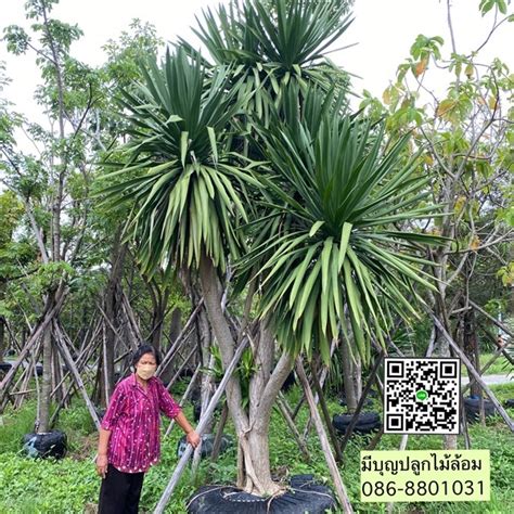 จันผา โดยมีบุญปลูก อ ศรีประจันต์ จ สุพรรณบุรี รหัสสินค้า 364498