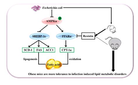 Schematic Representation Of Escherichia Coli Induced Hepatic Download Scientific Diagram