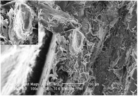 Tensile Fracture Surface Sem Micrograph Of Pbat Biocomposite