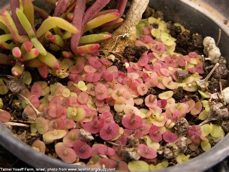 Succulent Atlas - Peter Lapshin