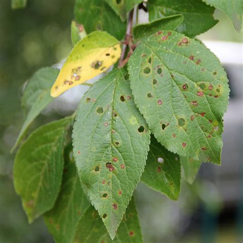 10 Common Fruit Tree Diseases In The Portland Area Tree And Ladder