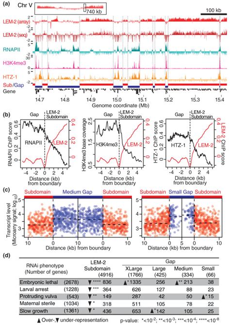 Small Gaps Between LEM Subdomains Are Exceptionally Transcriptionally Download Scientific