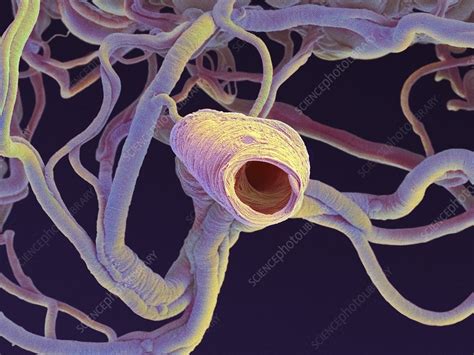 Mosquito Midgut Sem Stock Image C0482409 Science Photo Library