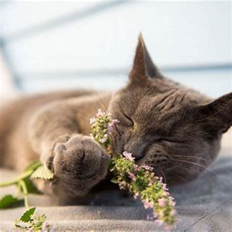 What Does Catnip Do To Your Cat Diy Seattle