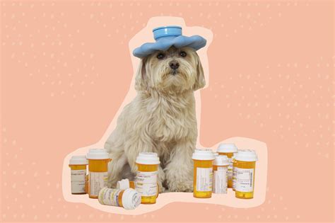 How Much Does It Cost To Get Antibiotics For Your Dog