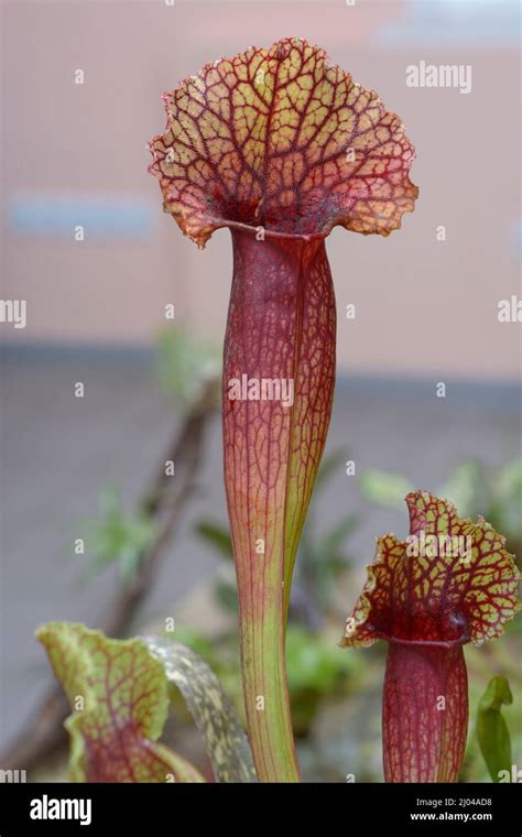 Where To Buy Pitcher Plants In Singapore At Phyllis Fetter Blog