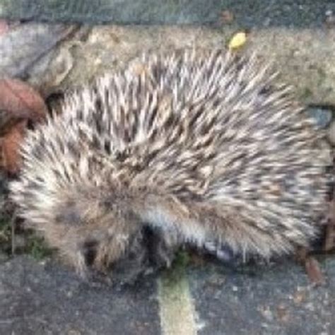 Neville Hedgehog Youtube