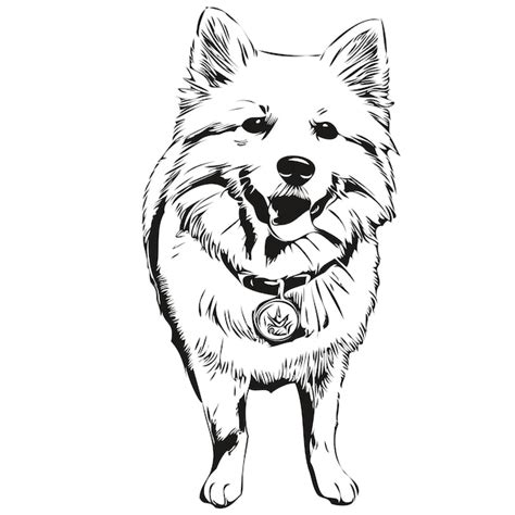Perro Esquimal Americano Dibujo Aislado Sobre Fondo Blanco Cabeza