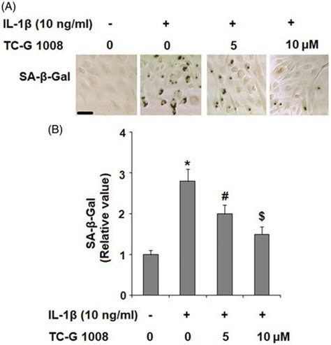 the specific gpr39 agonist tc g 1008 ameliorates il 1b induced sabgal