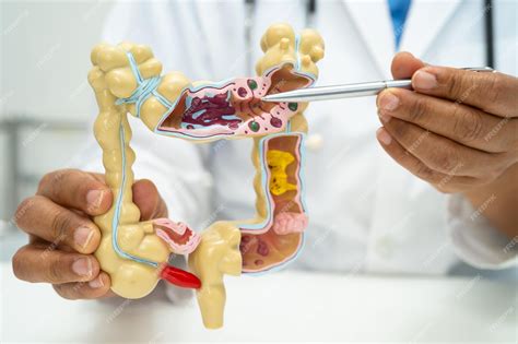 Premium Photo Intestine Appendix And Digestive System Doctor Holding