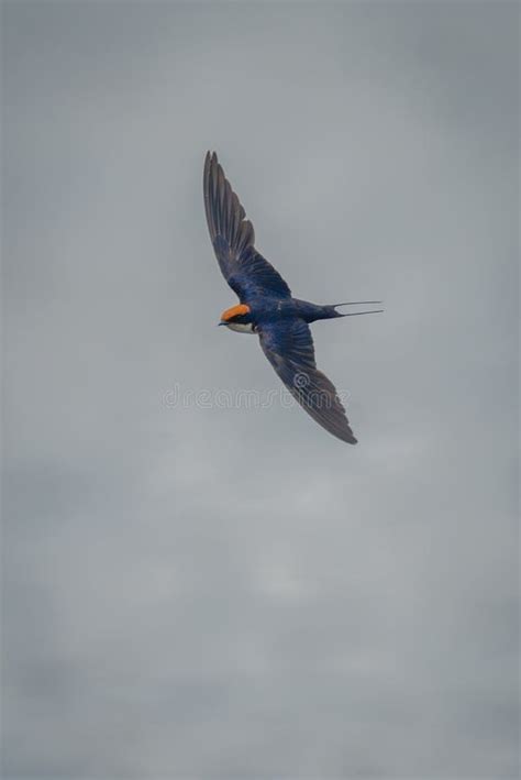 Wire Tailed Swallow Flies Over River In Sun Stock Image Image Of