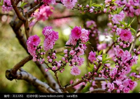 桃花枝桠和一簇簇的粉色花朵高清图片下载 红动中国